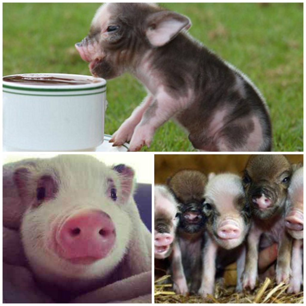 Conoce a los mini cerdos, las mascotas más tiernas e inteligentes - Unicas