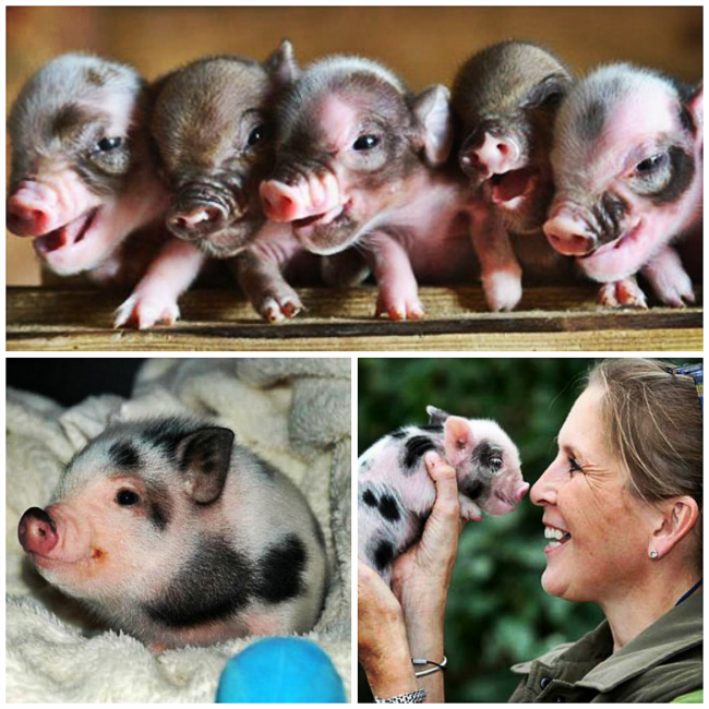 Conoce a los mini cerdos, las mascotas más tiernas e inteligentes - Unicas