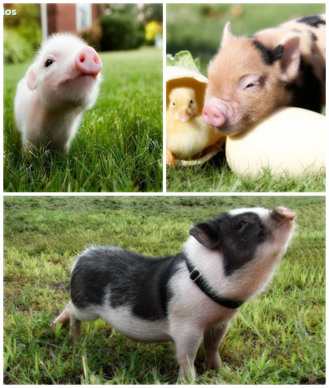 Conoce a los mini cerdos, las mascotas más tiernas e inteligentes - Unicas