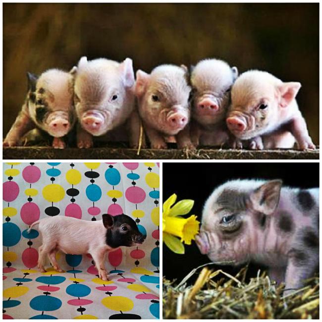Conoce a los mini cerdos, las mascotas más tiernas e inteligentes - Unicas