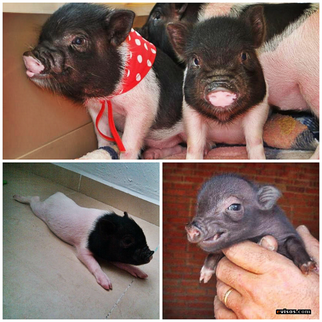 Conoce a los mini cerdos, las mascotas más tiernas e inteligentes - Unicas