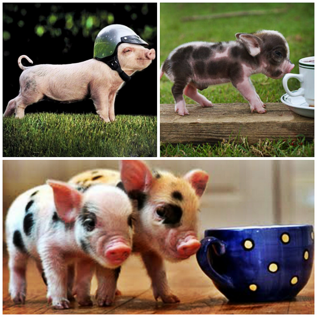Conoce a los mini cerdos, las mascotas más tiernas e inteligentes - Unicas
