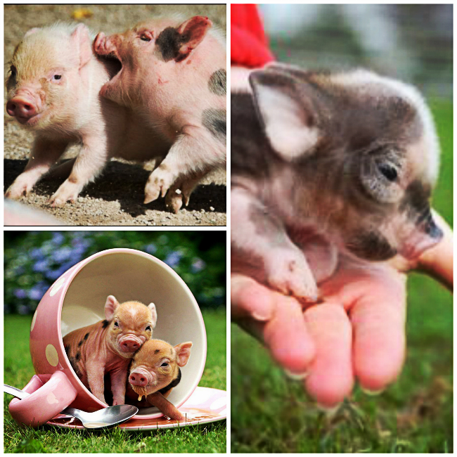 Conoce a los mini cerdos, las mascotas más tiernas e inteligentes - Unicas